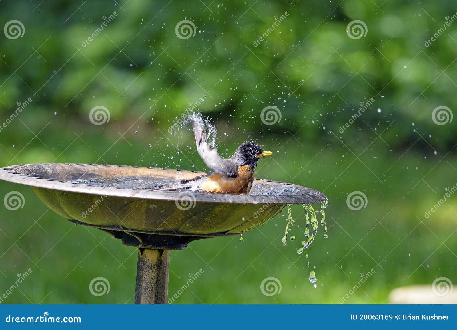 American Robin stock image. Image of turdus, animal, migration - 20063169