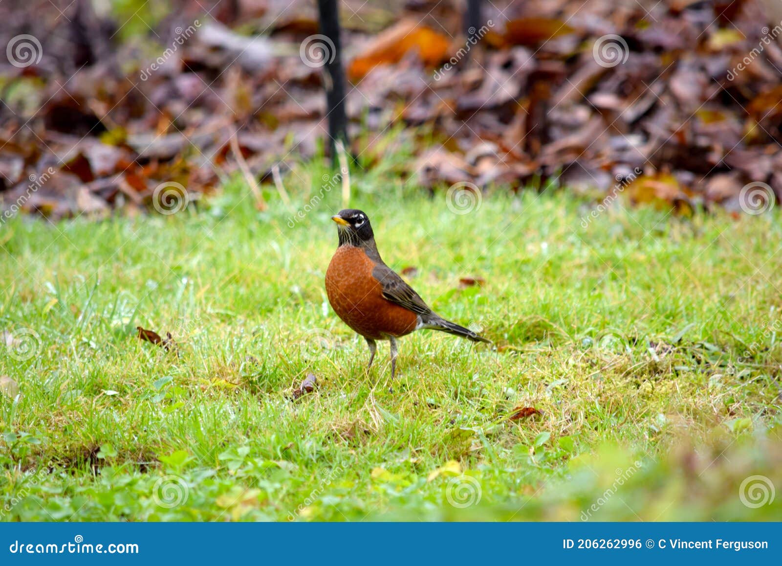 American Robin Orange Breasted Bird 02 Stock Photo - Image of breasted ...