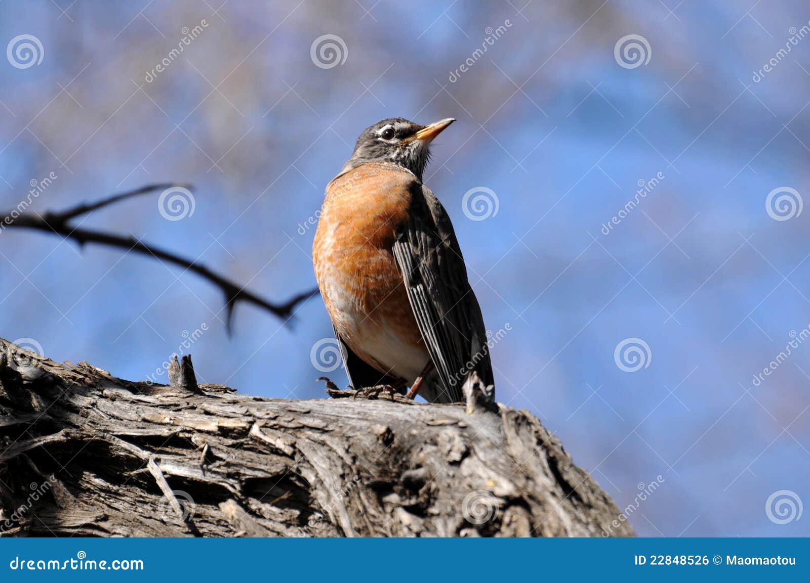 American Robin stock photo. Image of colorado, west, winter - 22848526