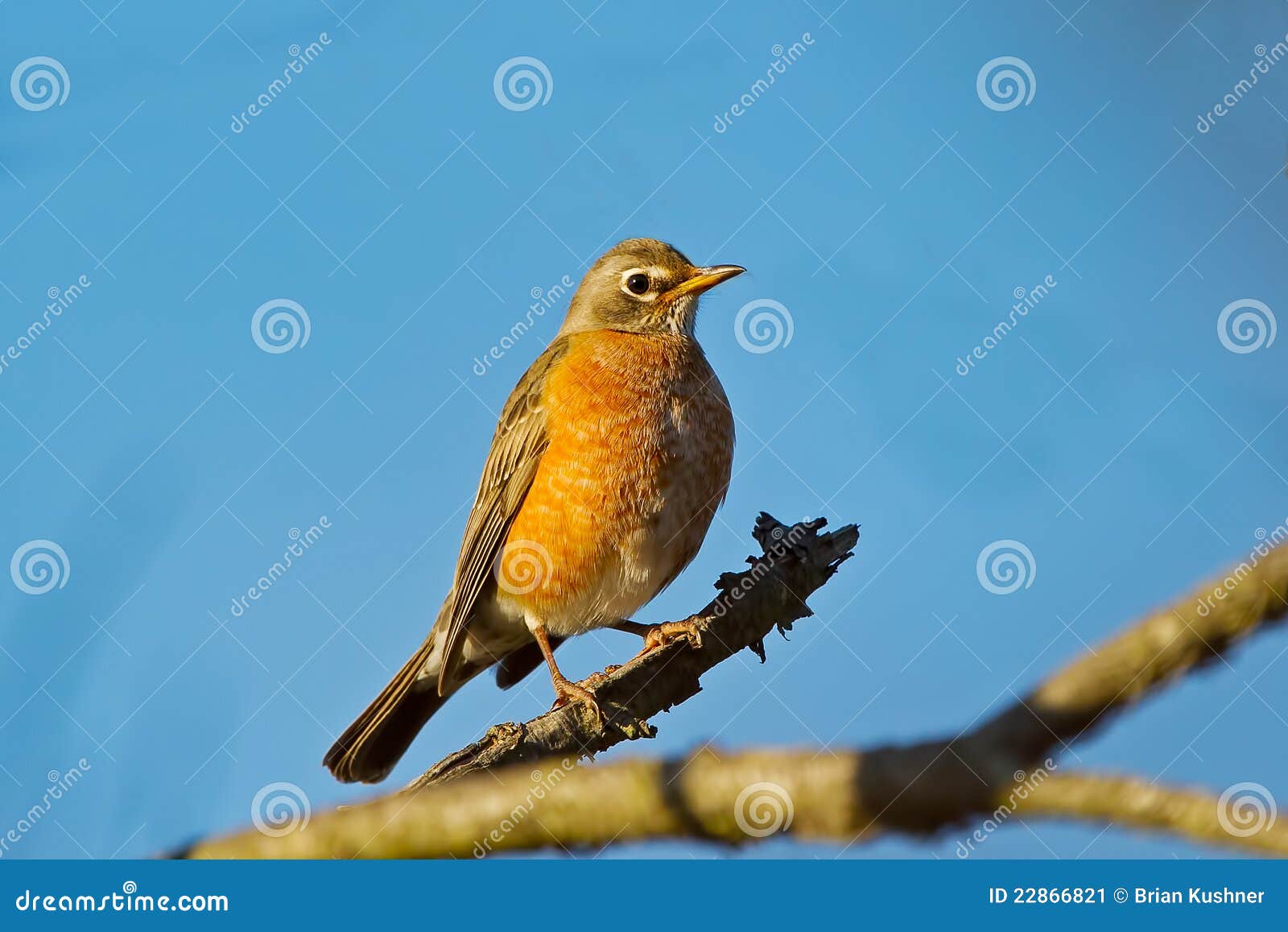 American Robin stock image. Image of migrate, spring - 22866821
