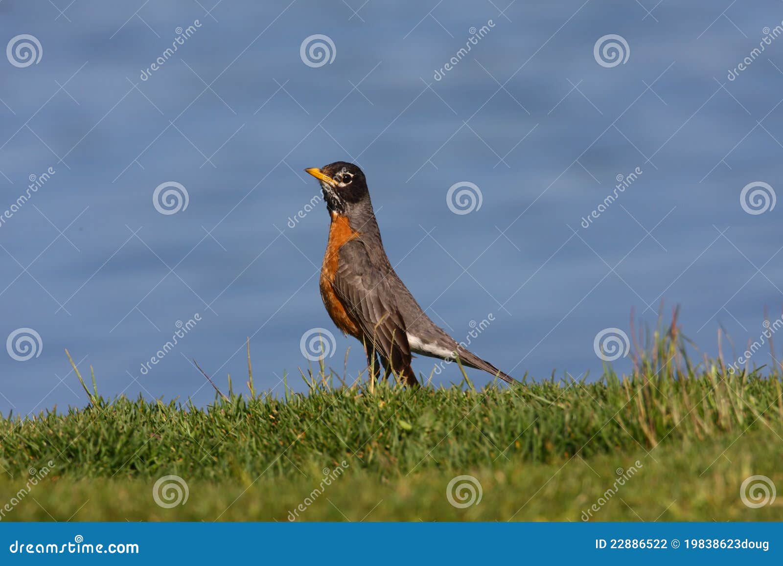 American Robin stock photo. Image of robin, feather, tail - 22886522