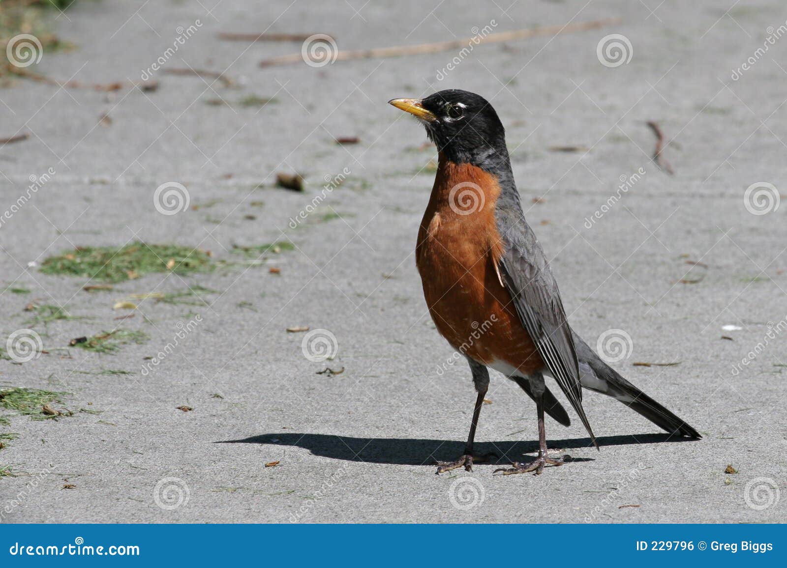 American Robin stock photo. Image of claws, perched, bird - 229796