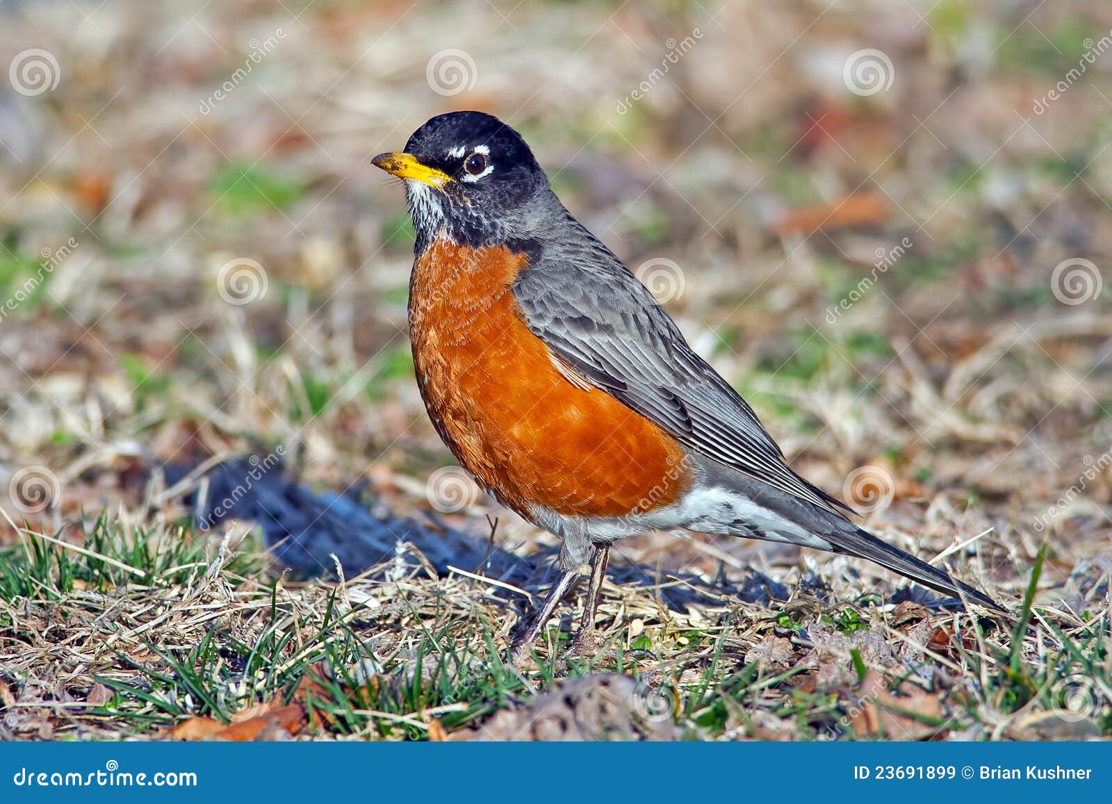 American Robin stock image. Image of common, ground, animal - 23691899