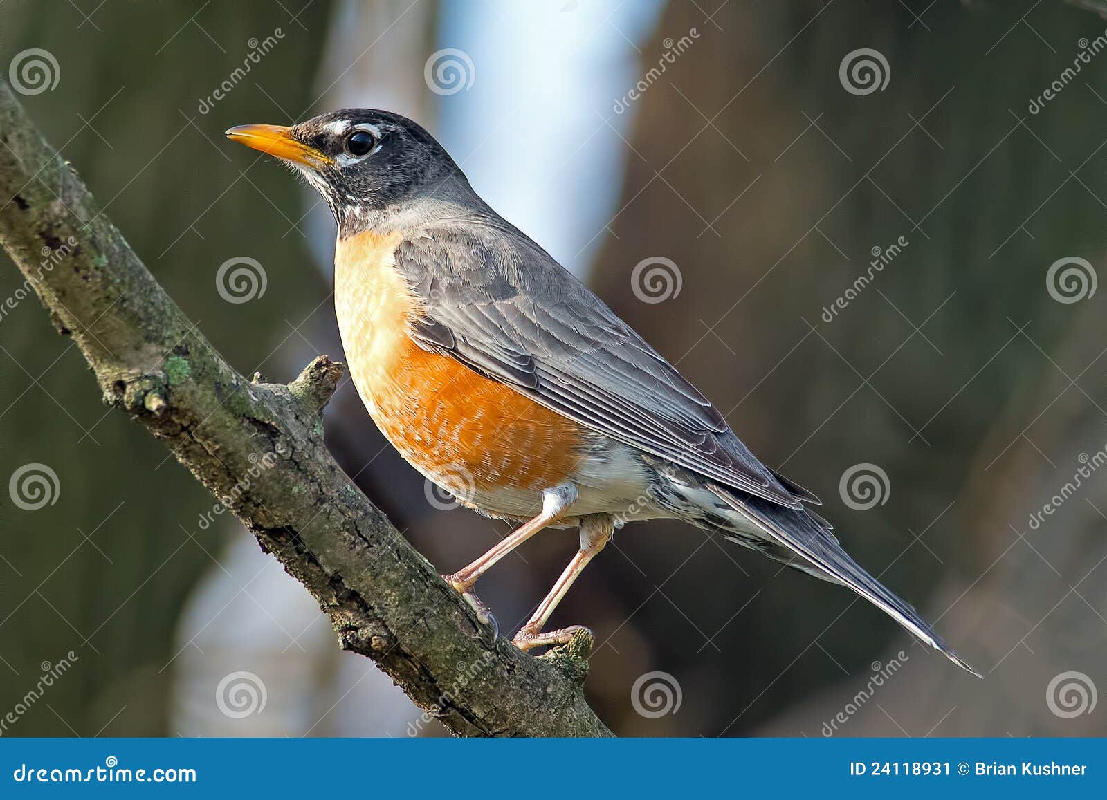 American Robin stock image. Image of north, ground, robin - 24118931