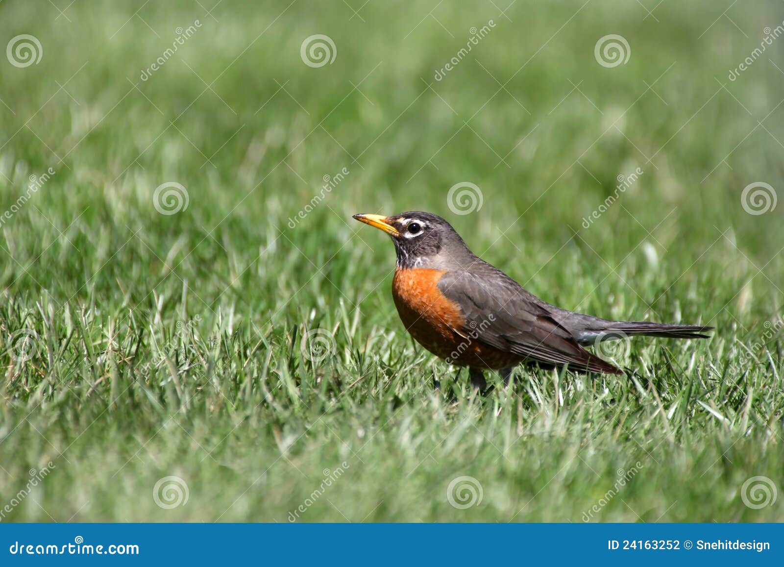 10,137 Beautiful Robin Bird Stock Photos - Free & Royalty-Free Stock ...