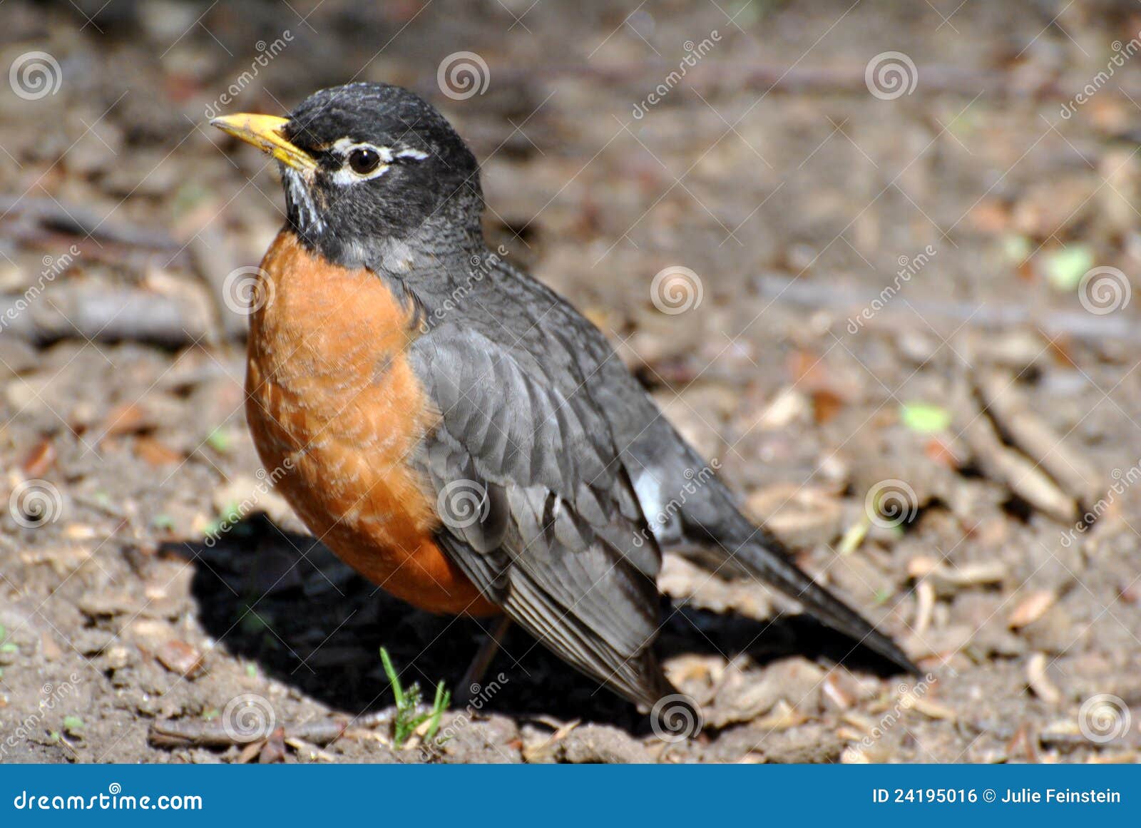 American Robin stock photo. Image of bird, migratory - 24195016