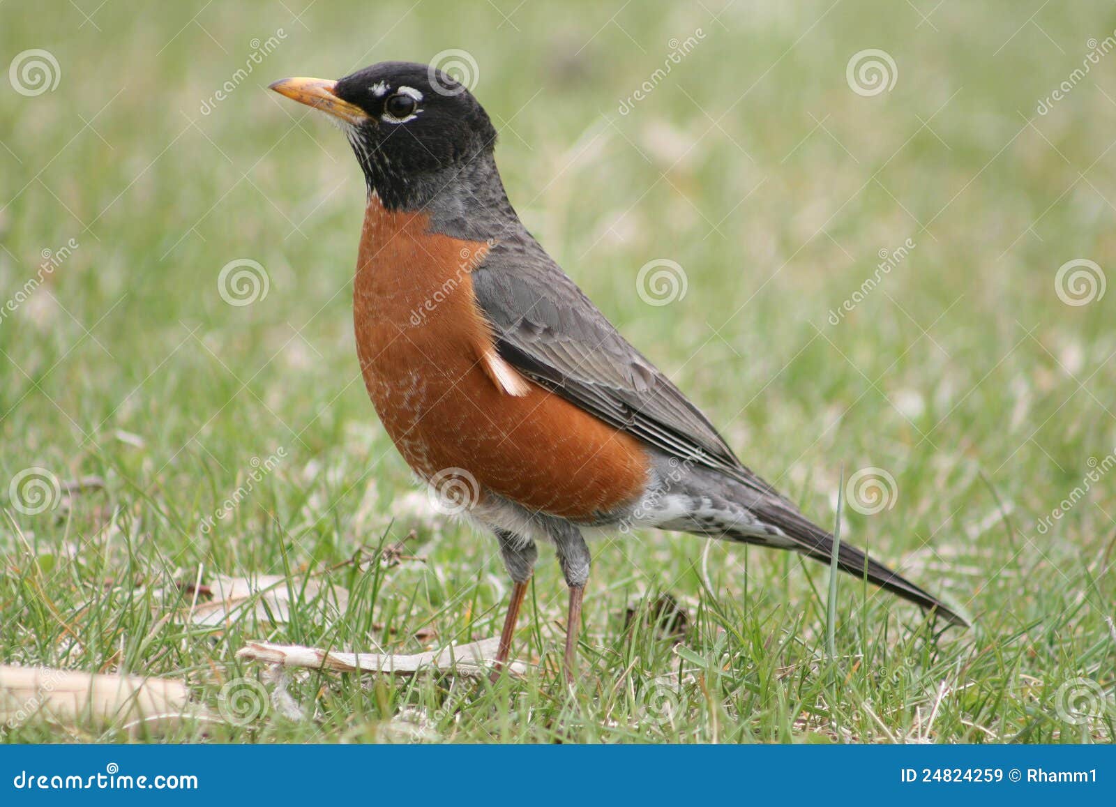 American Robin stock image. Image of songbird, robin - 24824259