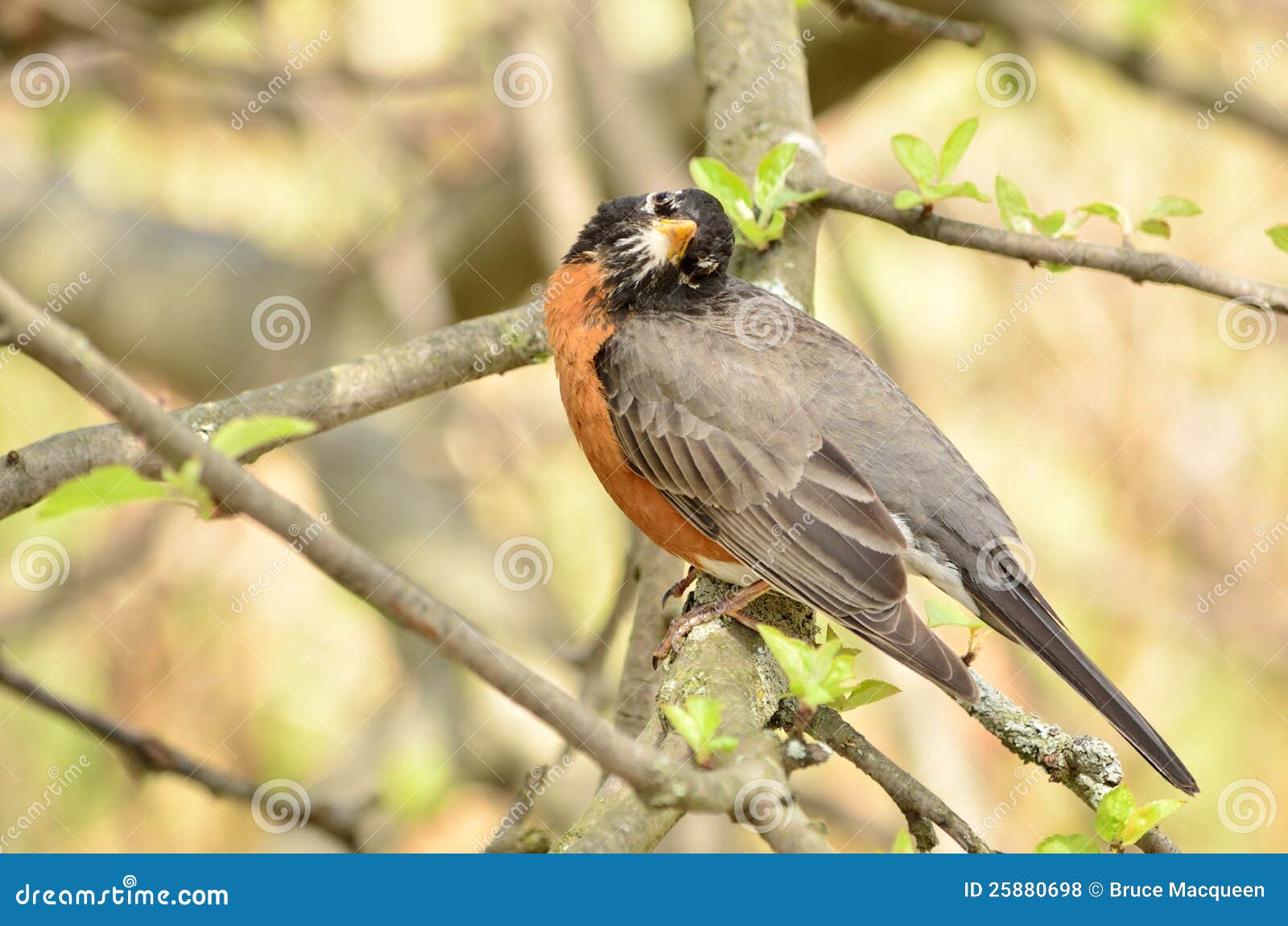 American Robin stock photo. Image of animal, birding - 25880698
