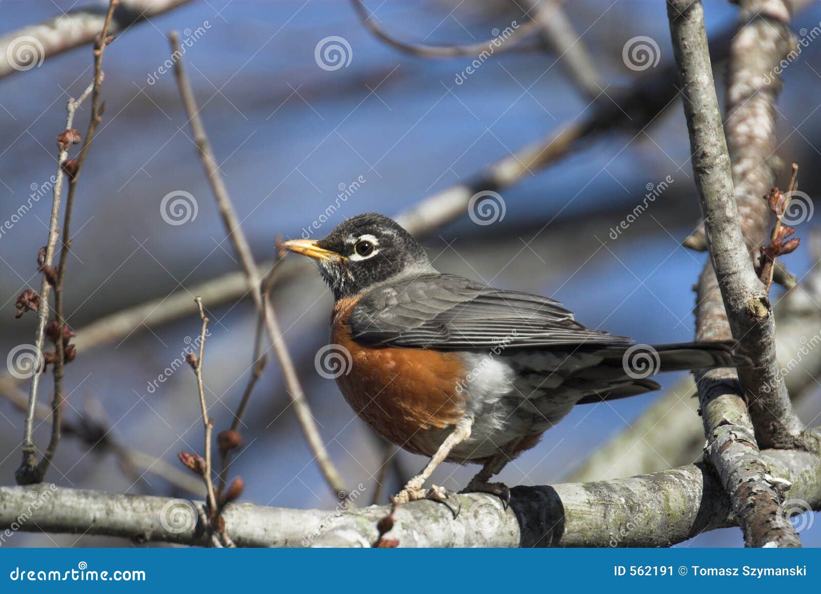 American Robin stock image. Image of closeup, america, spring - 562191