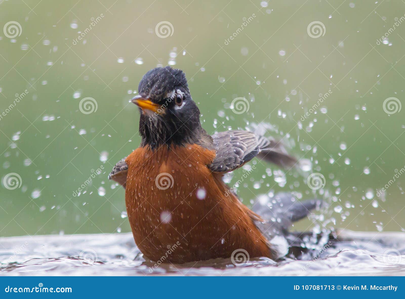 American Robin stock image. Image of north, bath, nature - 107081713