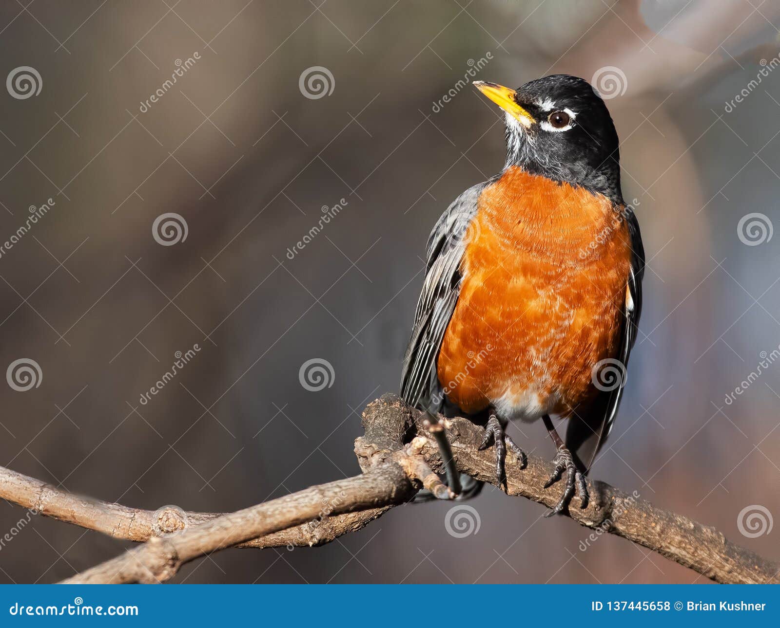American Robin stock photo. Image of american, sign - 137445658
