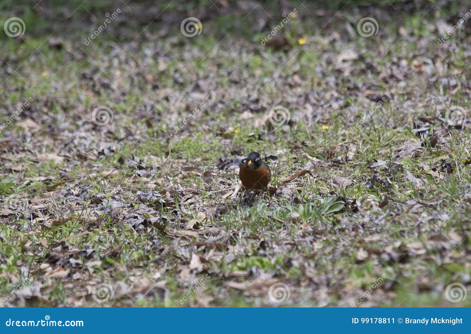 American Robin stock image. Image of forage, birdwatching - 99178811