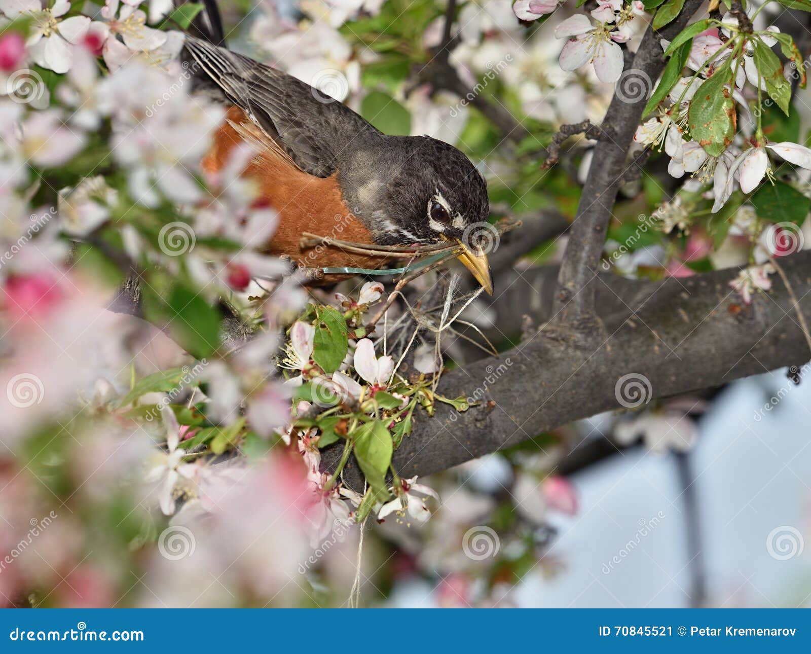 Robin In Her Nest Stock Photography | CartoonDealer.com #14312948