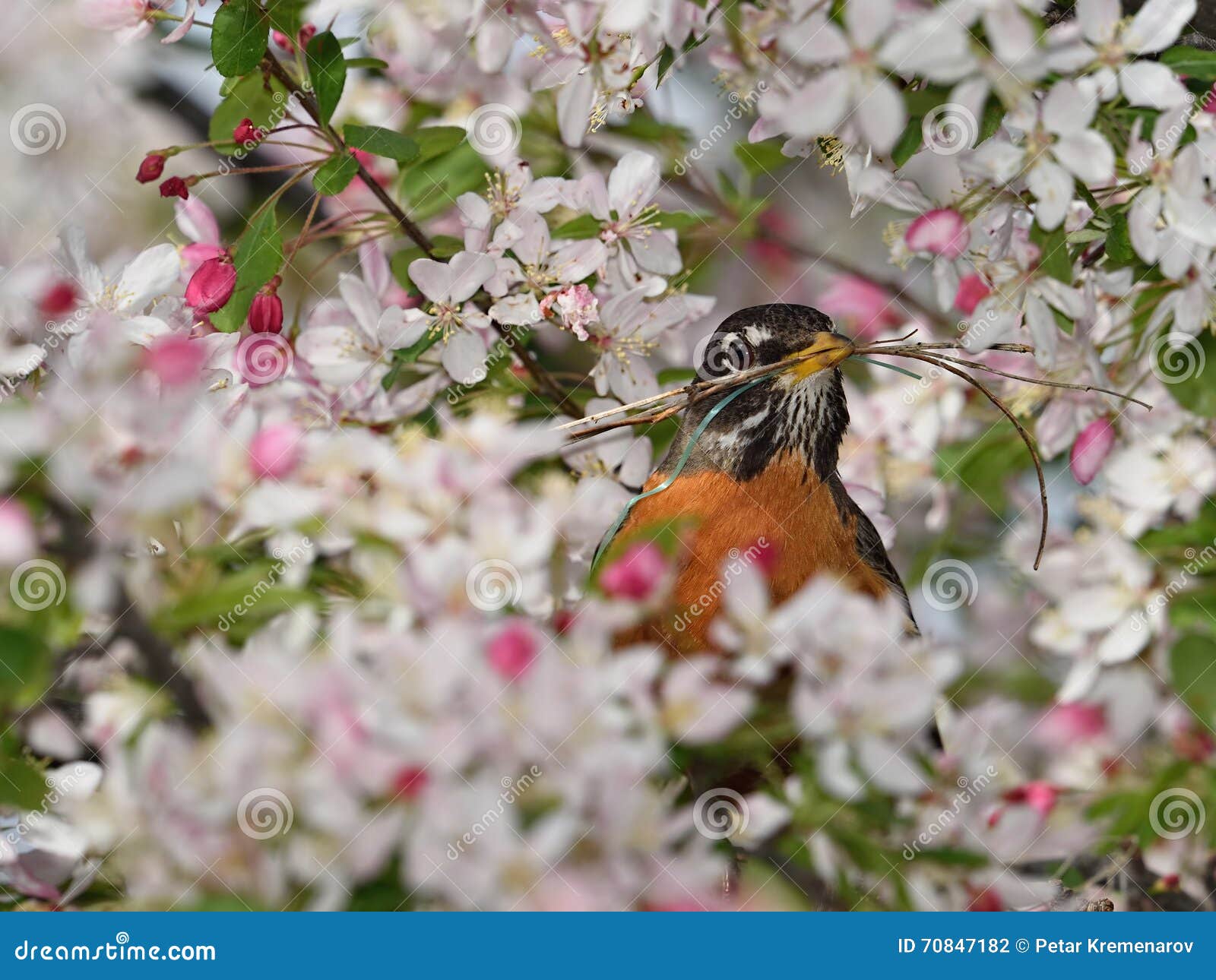 American Robin stock photo. Image of animal, resting - 70847182
