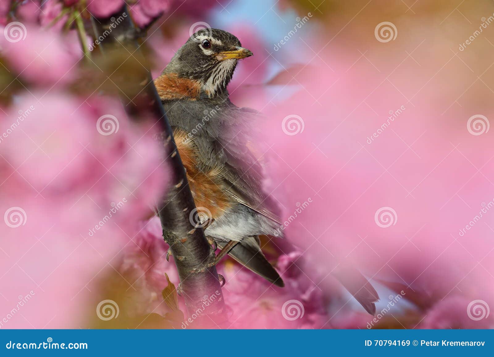 American Robin stock image. Image of bird, robin, resting - 70794169