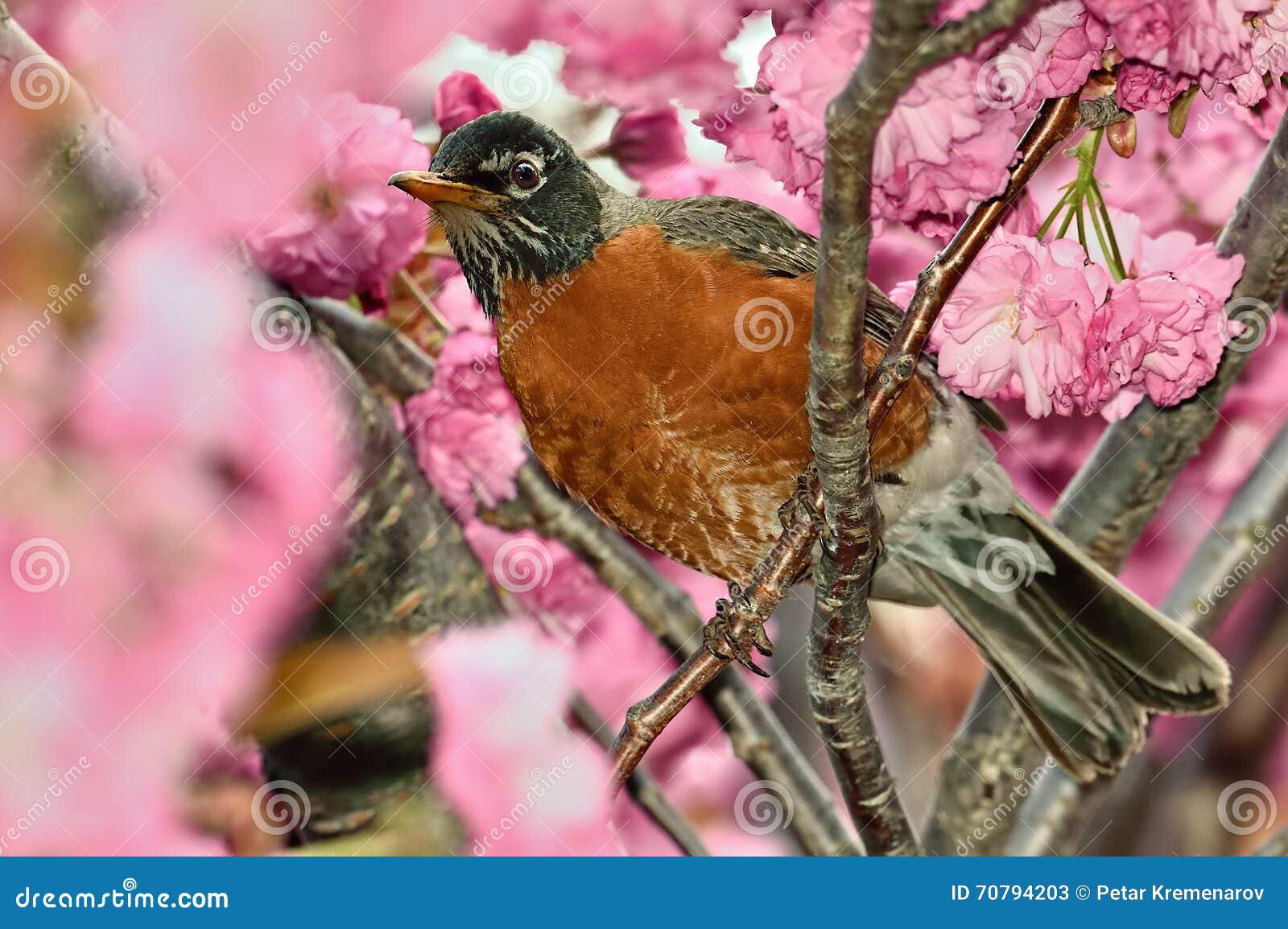 American Robin stock image. Image of black, bird, american - 70794203