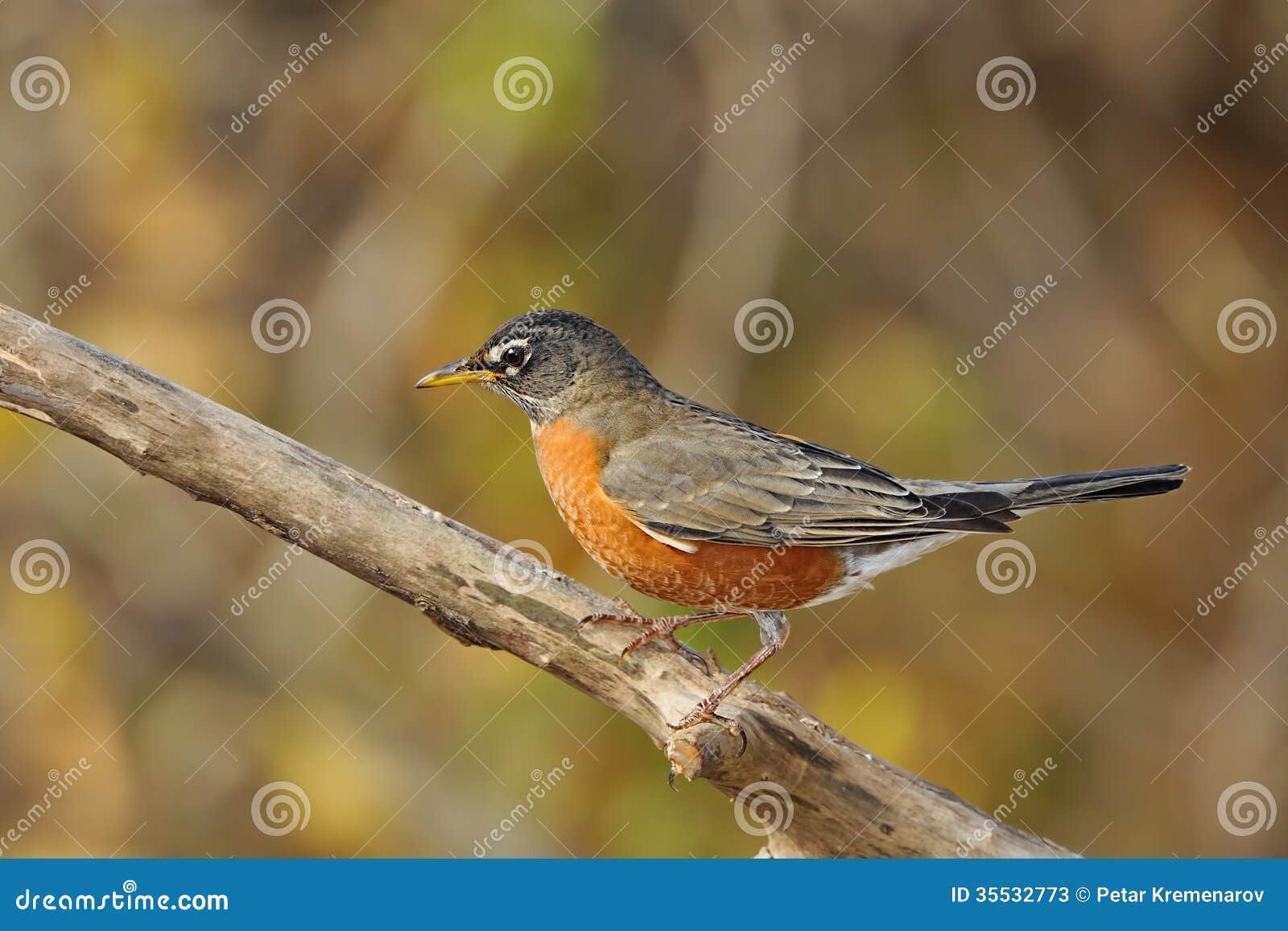 American Robin stock image. Image of posing, nature, turdus - 35532773