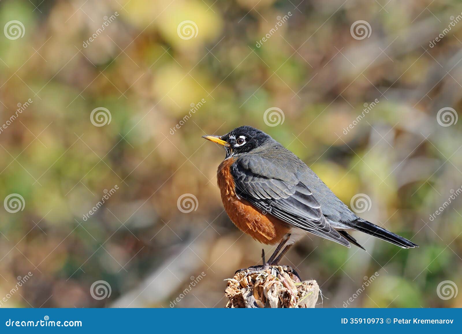 American Robin stock image. Image of animal, wildlife - 35910973