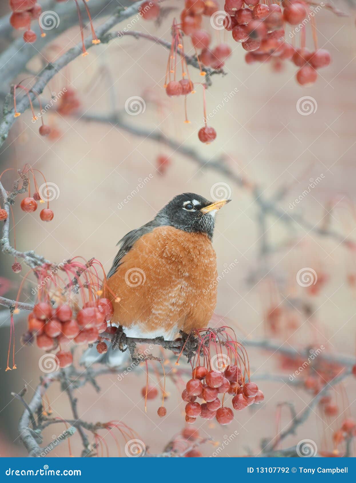 American Robin in Berry Tree Stock Photo - Image of tree, perched: 13107792