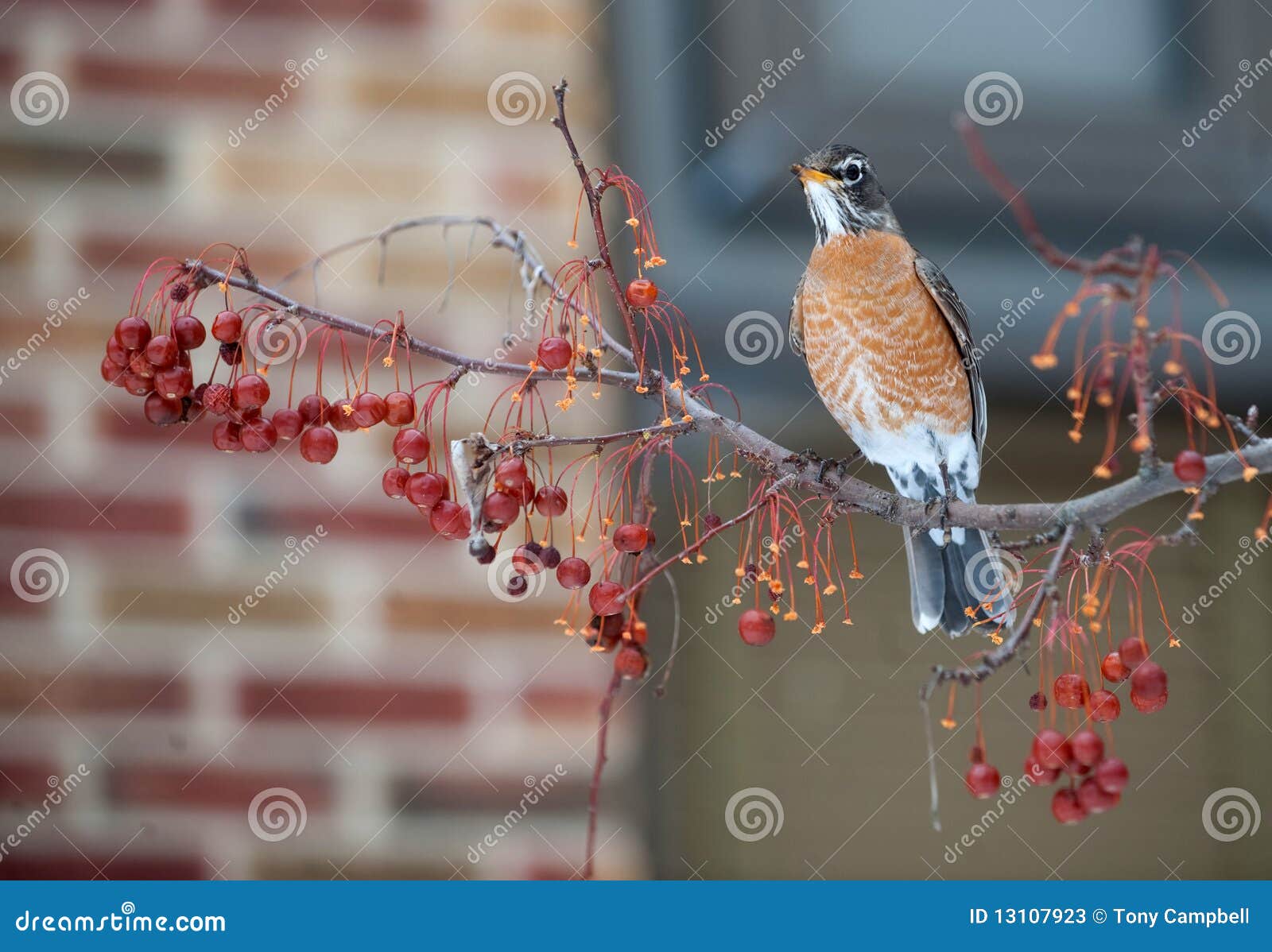 American Robin in Berry Tree Stock Image - Image of robin, tree: 13107923
