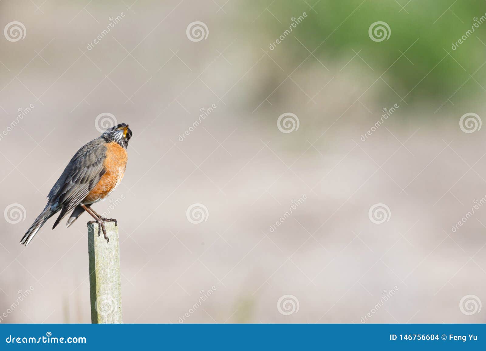 American robin bird stock photo. Image of robin, bird - 146756604