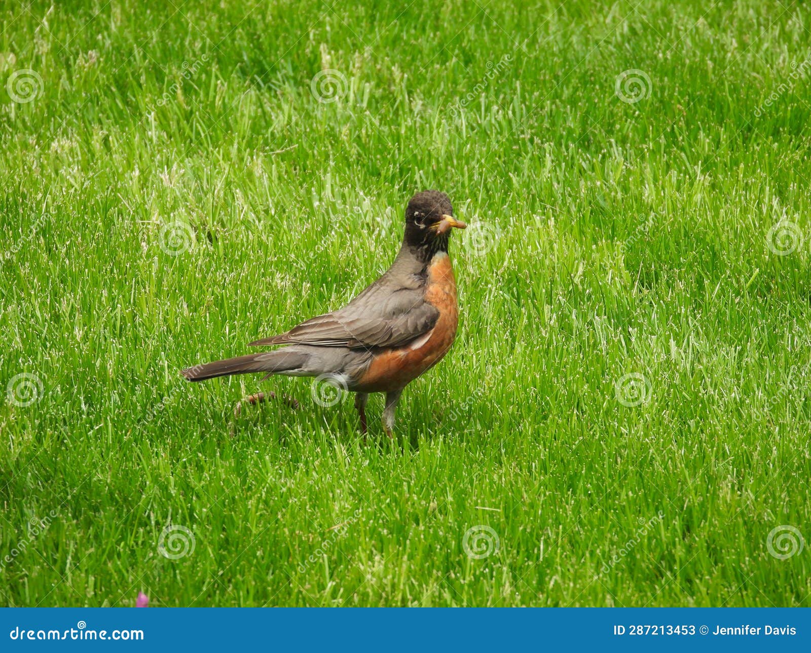 American Robin Bird in the Grass Catches a Worm Stock Image - Image of ...