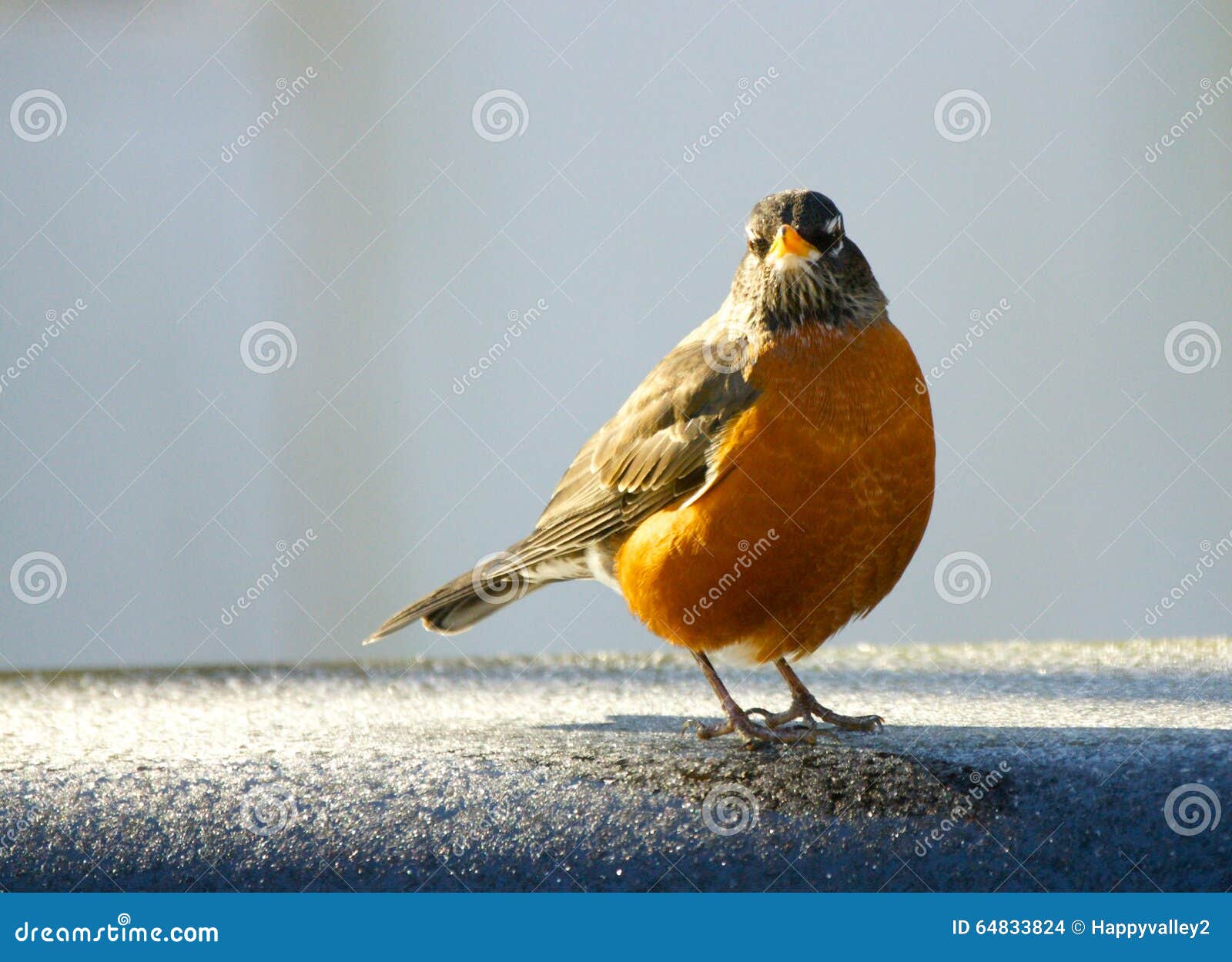 American Robin bird stock photo. Image of close, bird - 64833824