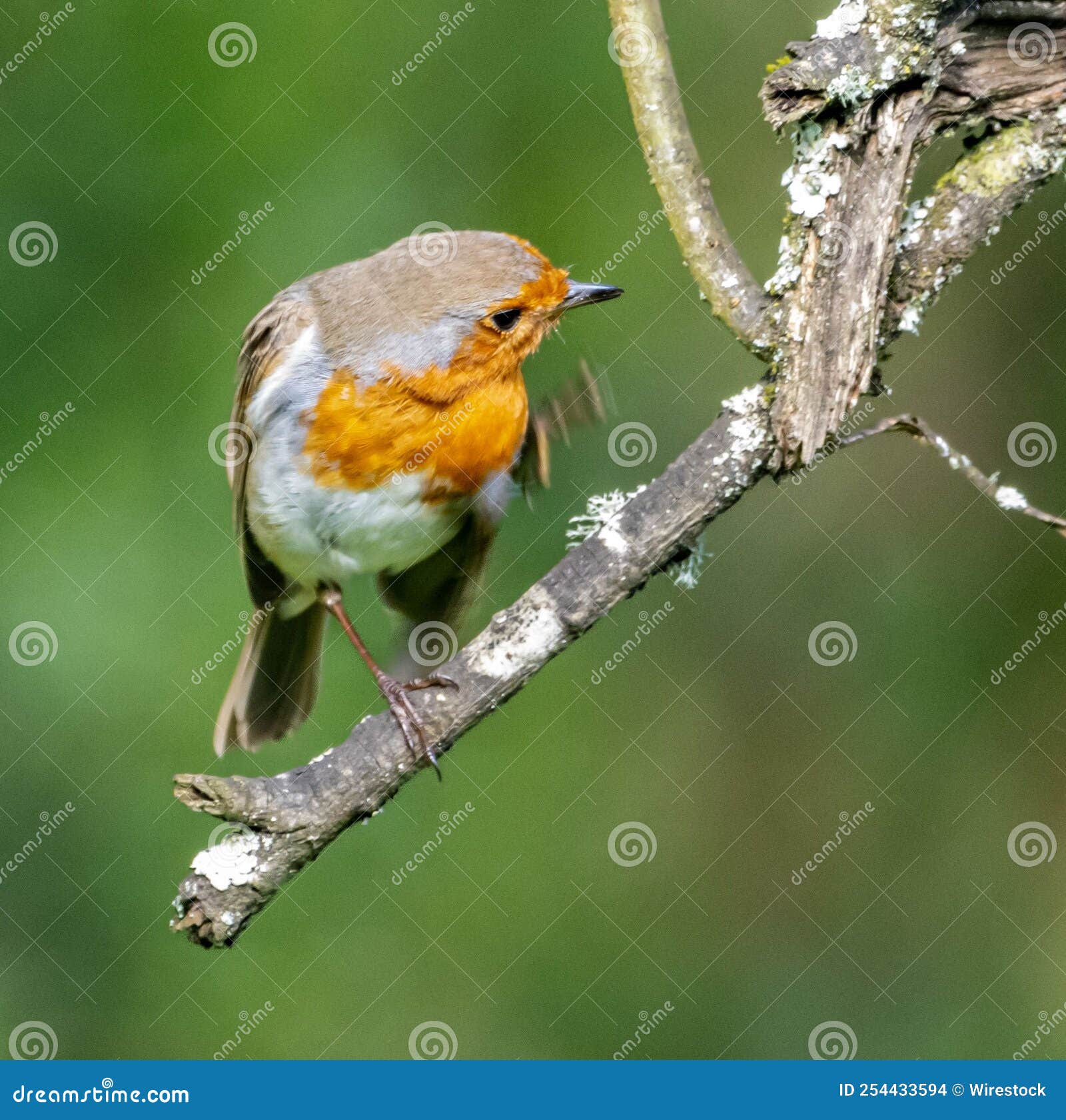American Robin Bird Resting on a Tree Branch, Close-up Stock Photo ...