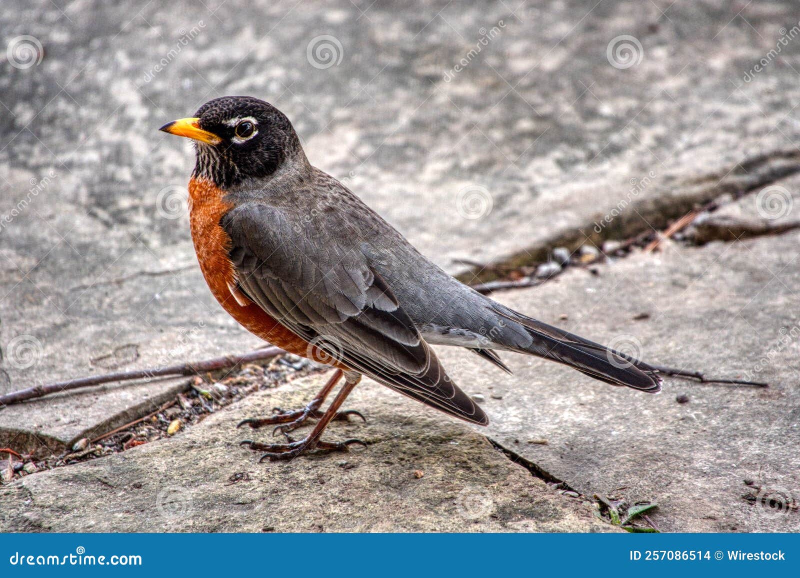 American Robin Bird Standing on the Ground Stock Photo - Image of park ...