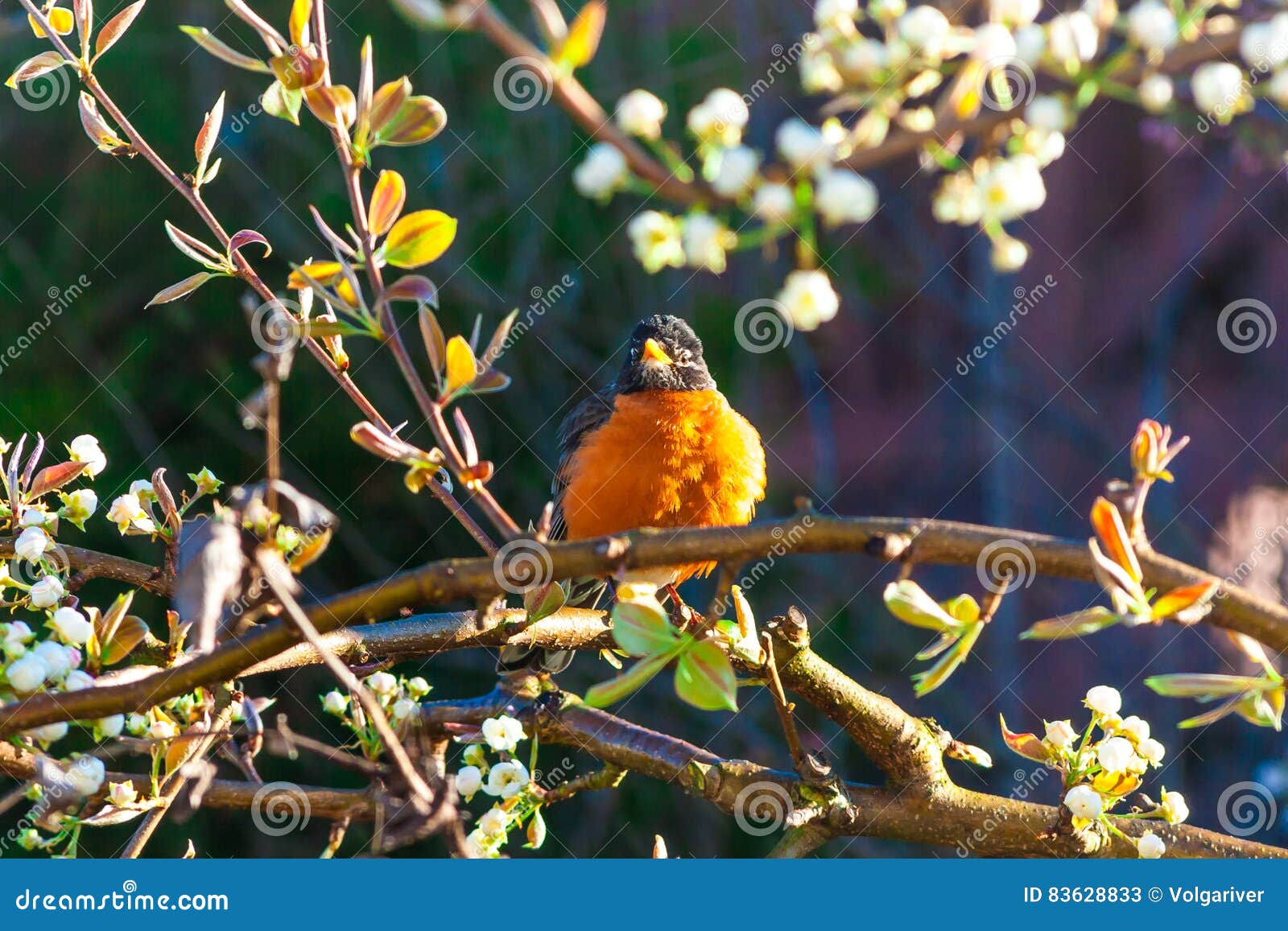 American Robin Bird on a Tree at Spring. Stock Image - Image of cute ...
