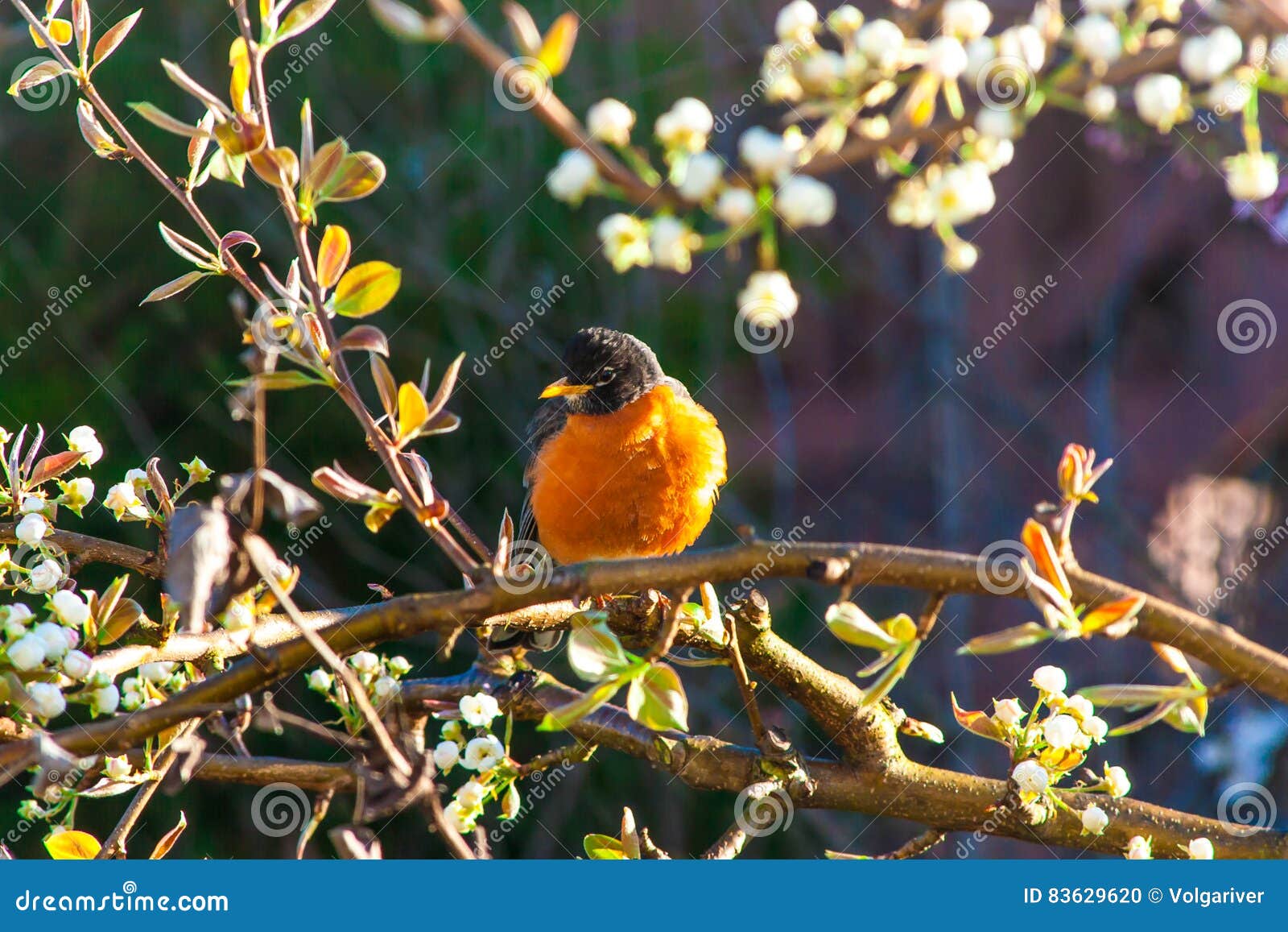 American Robin Bird on a Tree at Spring. Stock Photo - Image of freedom ...
