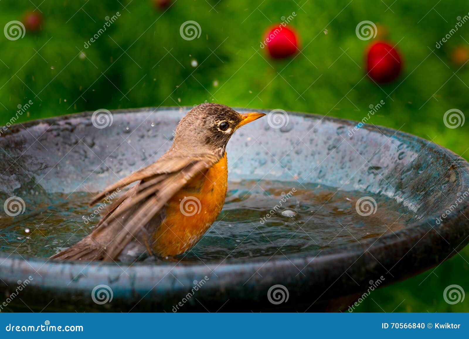 American Robin Bird - Turdus Migratorius Taking a Bath Stock Photo ...