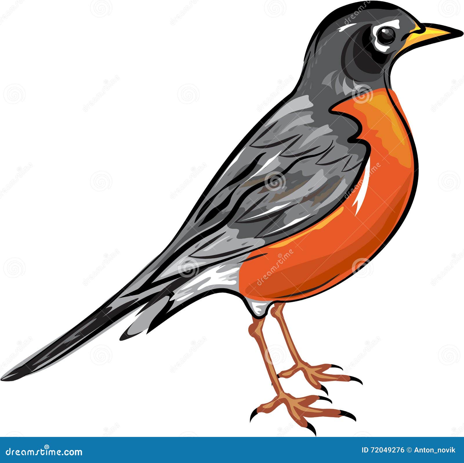 American Robin Bird Vector Illustration Stock Vector - Illustration of ...