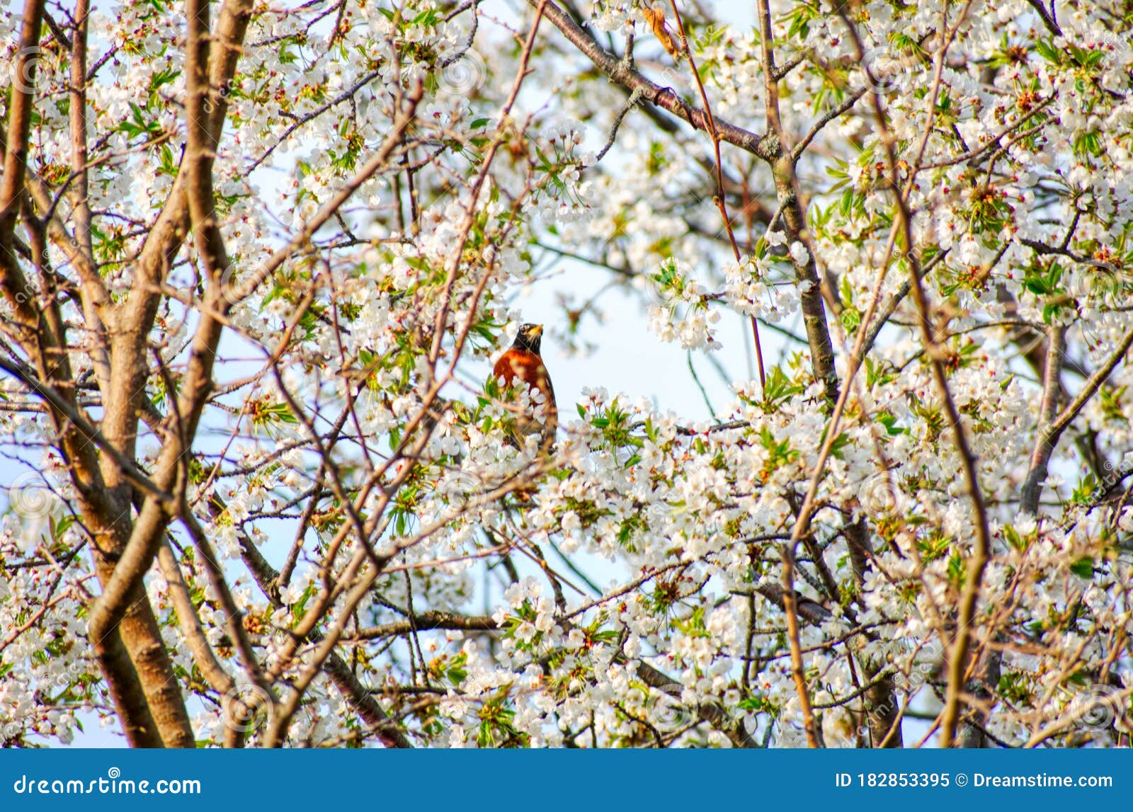 American Robin in Blooming Cherry Tree Stock Image - Image of blooms ...