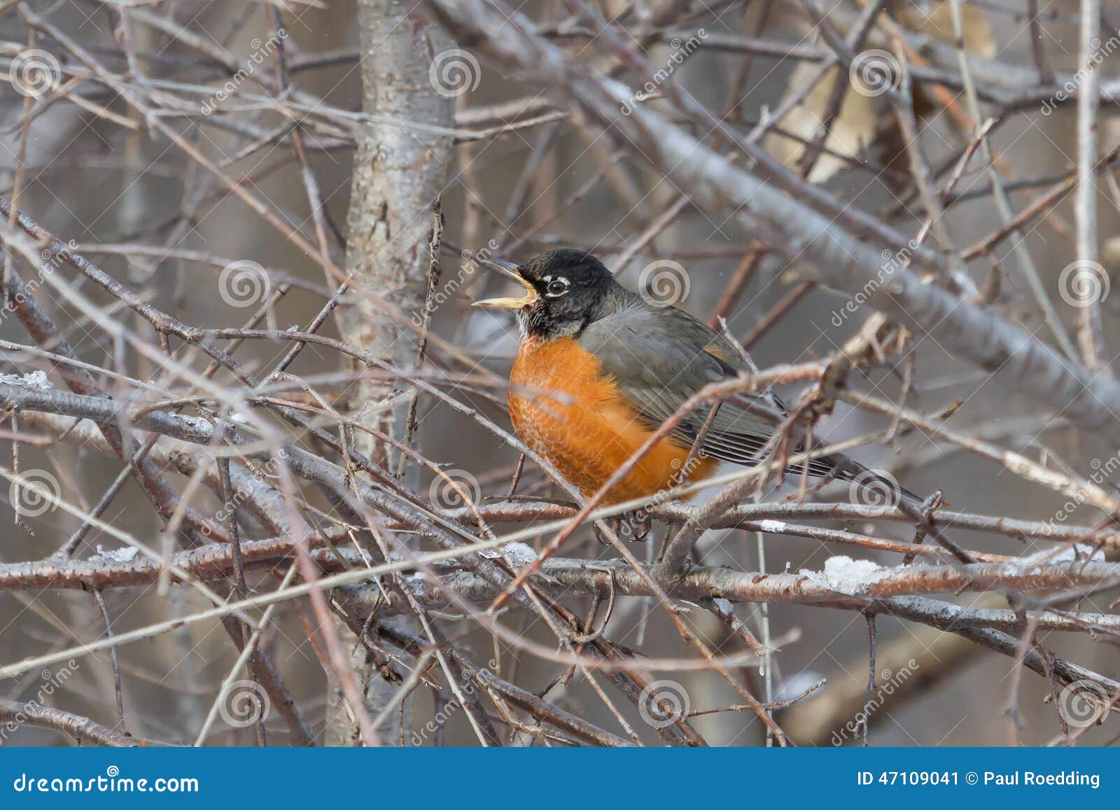 American Robin stock image. Image of thicket, perch, singing - 47109041