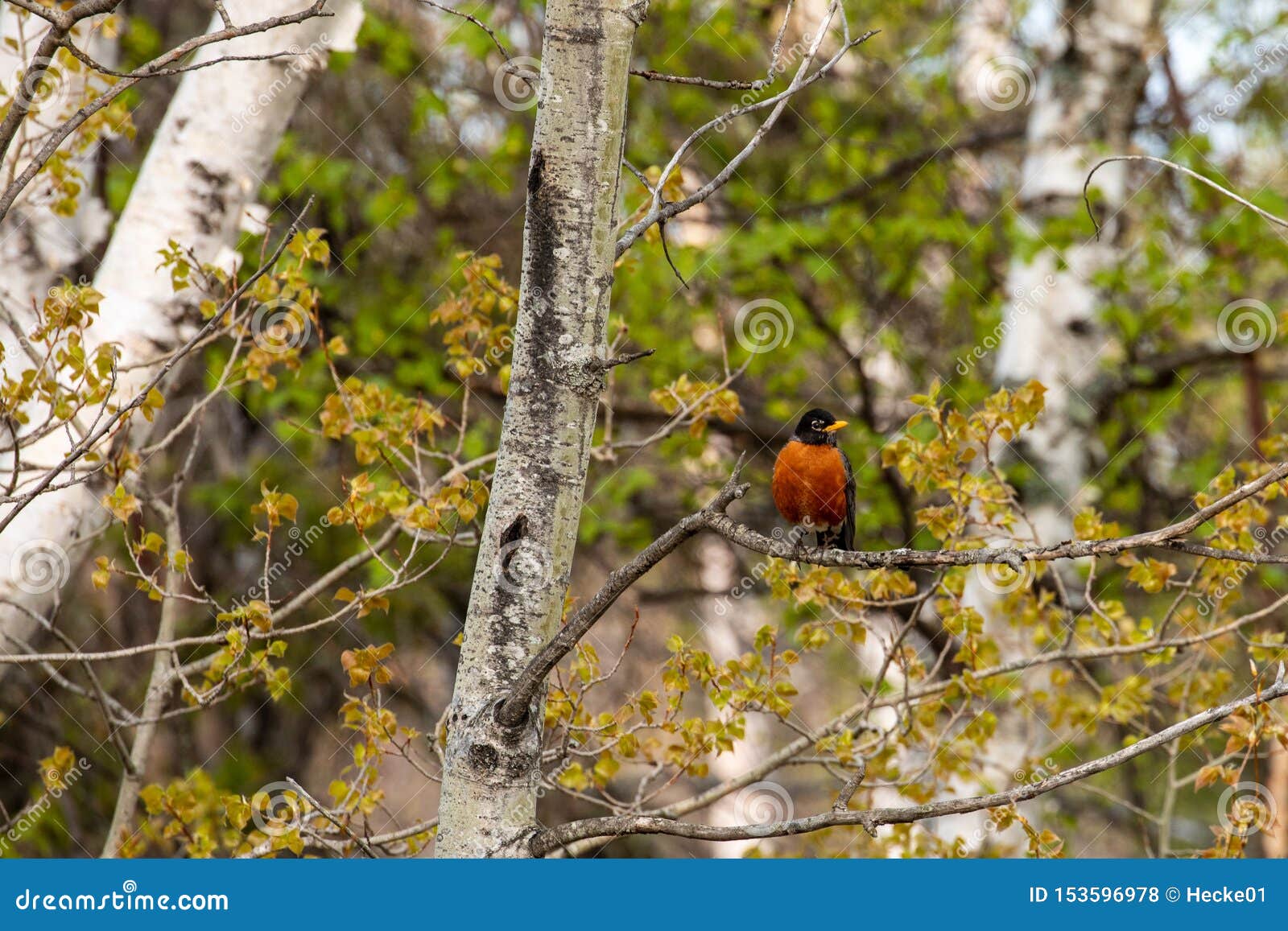 American Robin in Canada stock photo. Image of forest - 153596978