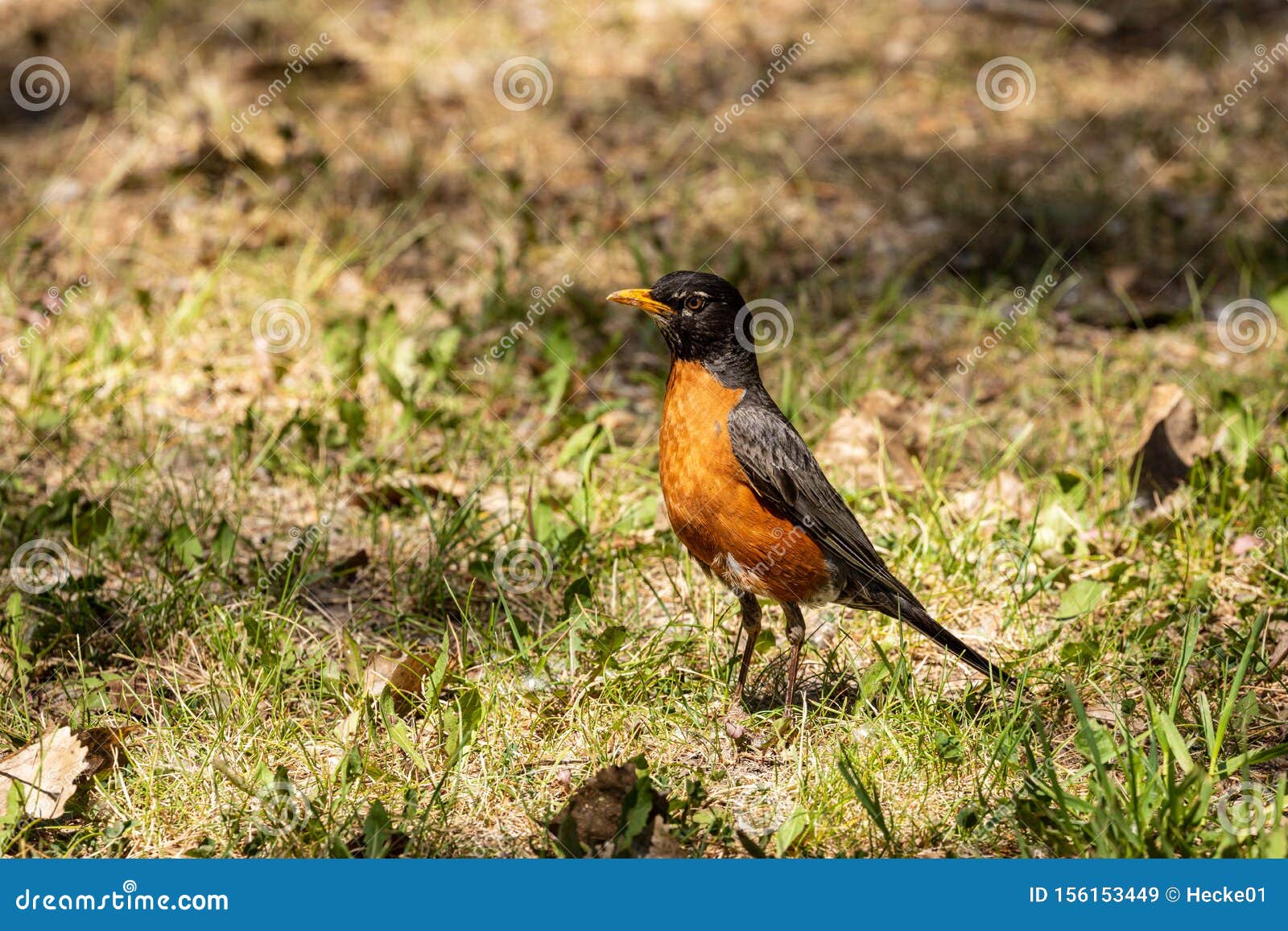 American Robin in Canada stock image. Image of guide - 156153449
