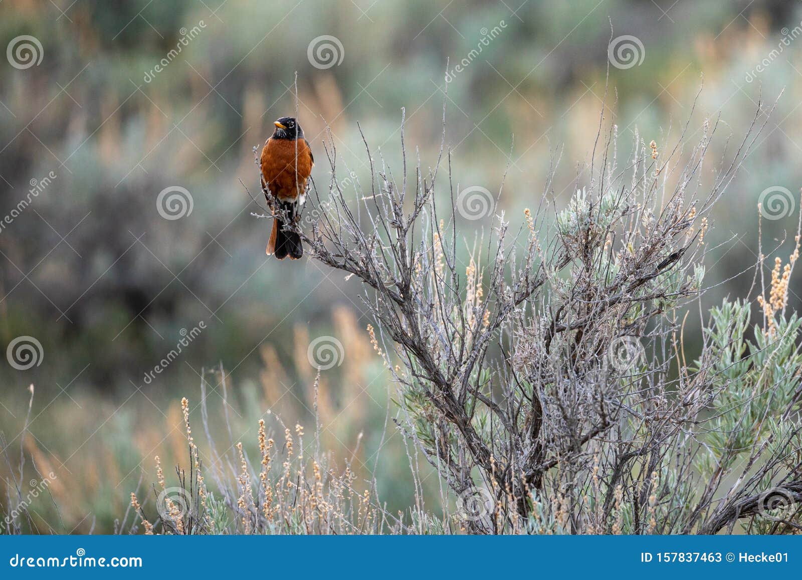 American Robin in Canada stock image. Image of feather - 157837463