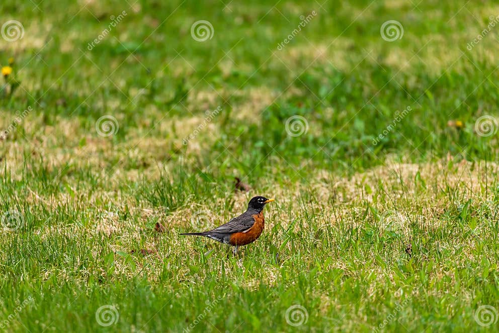 American Robin in Canada stock photo. Image of wild - 169172240