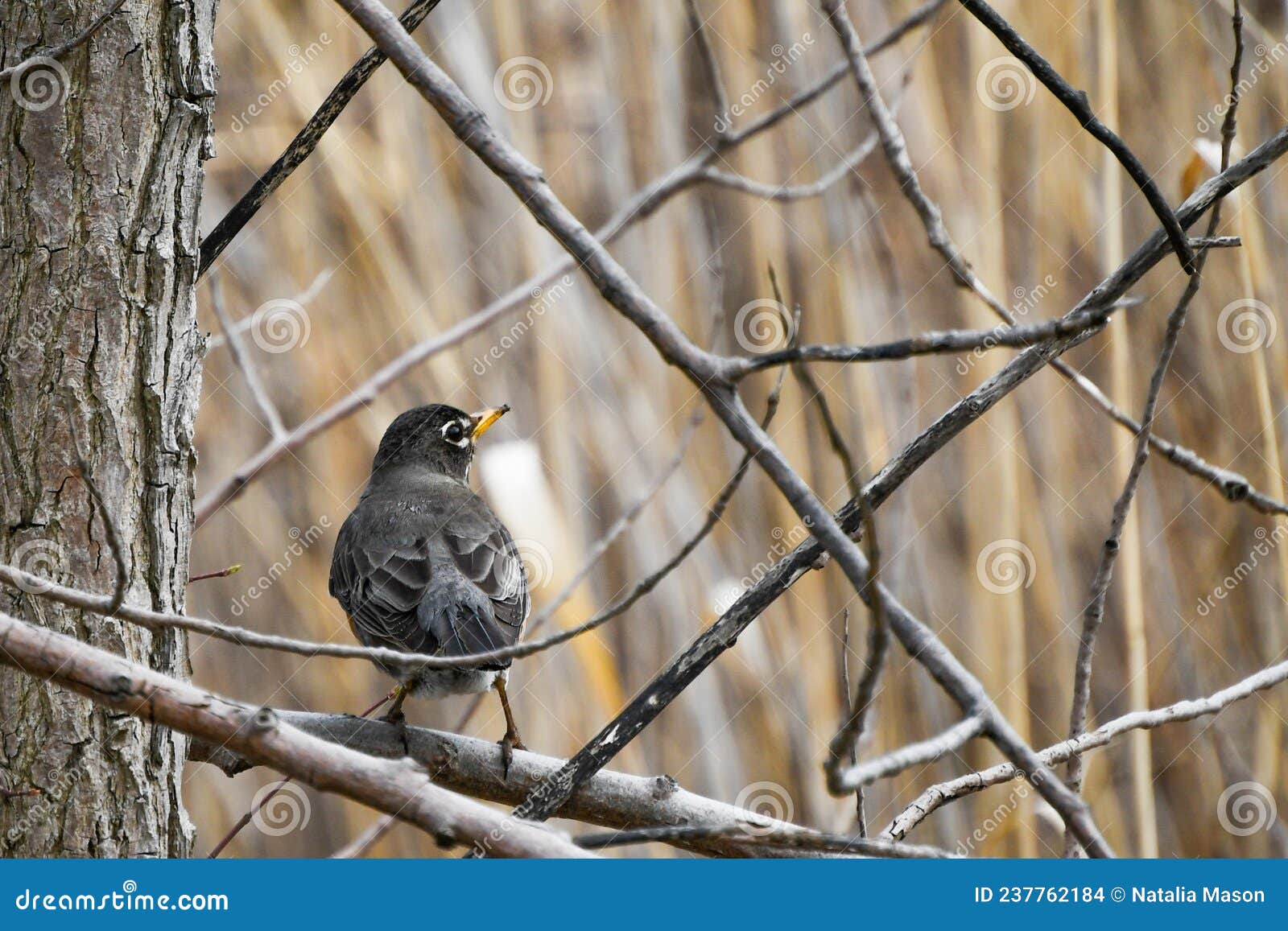 American Robin Captured from the Back Stock Photo - Image of beak ...