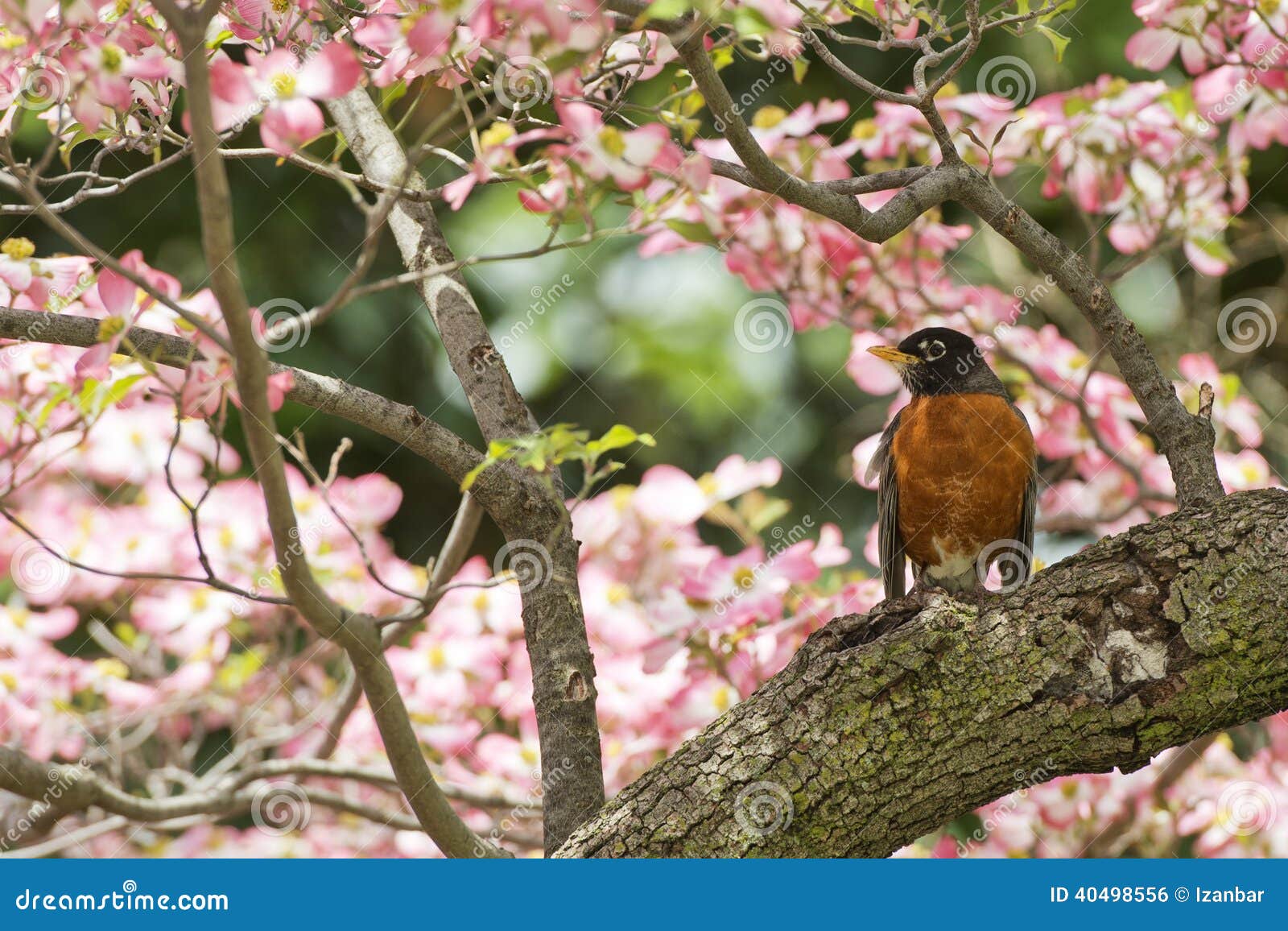 American Robin Cherry Blossom Background Stock Photos - Free & Royalty ...