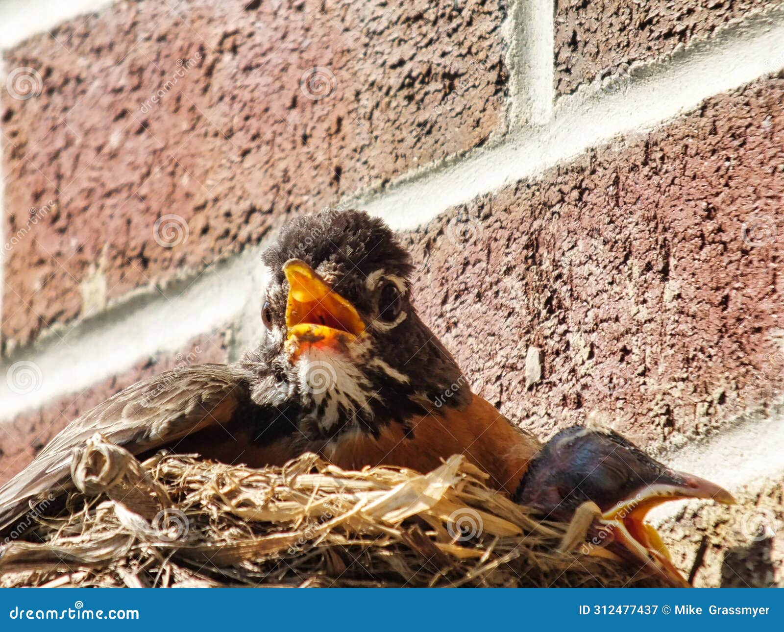 American Robin and Chick Nesting in the Springtime Sun Stock Image ...