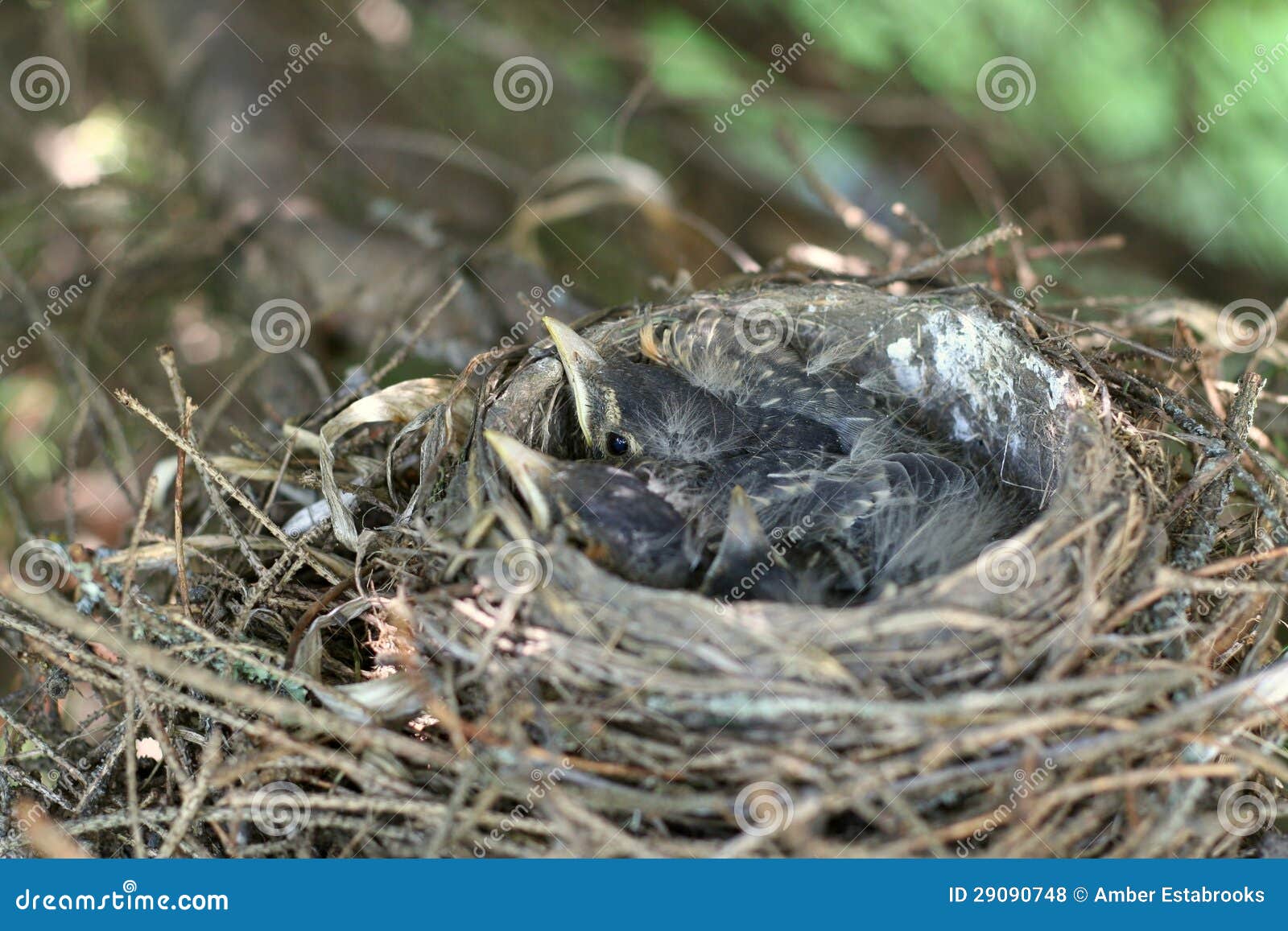 American Robin Chicks in Nest Stock Photo - Image of songbird, baby ...