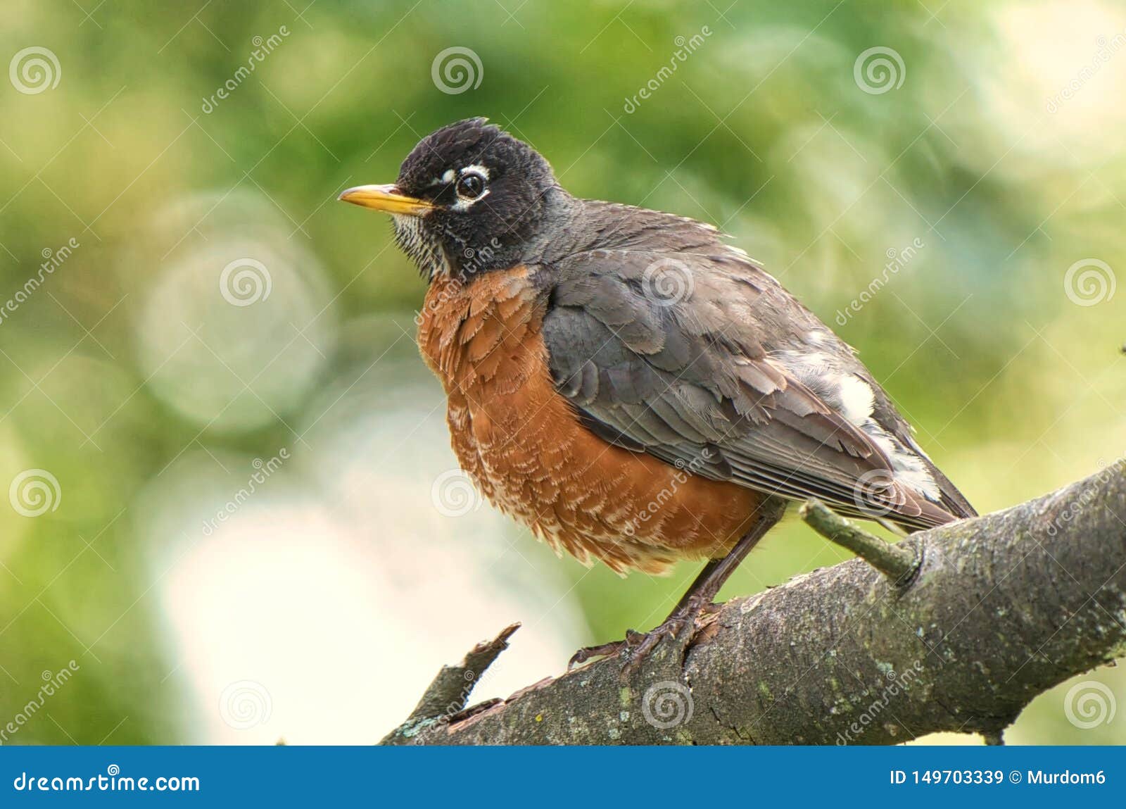 American Robin Close Up View Stock Image - Image of american, close ...