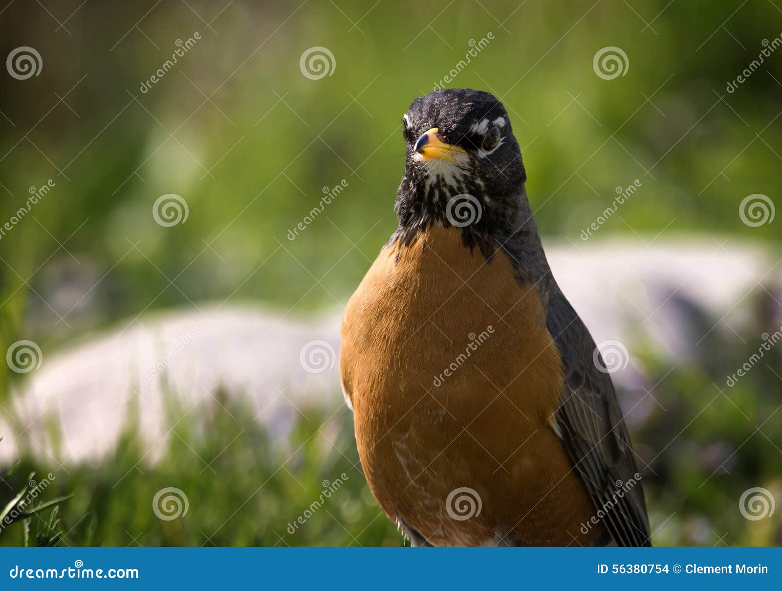 American robin stock photo. Image of beauty, animal, american - 56380754