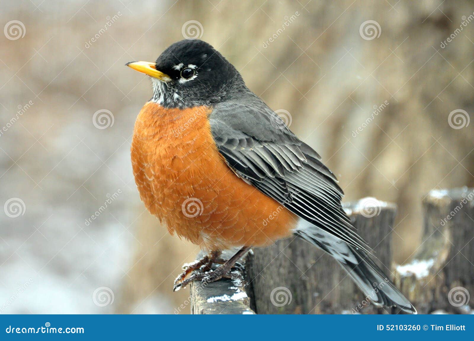 American Robin stock photo. Image of finch, breast, thrush - 52103260