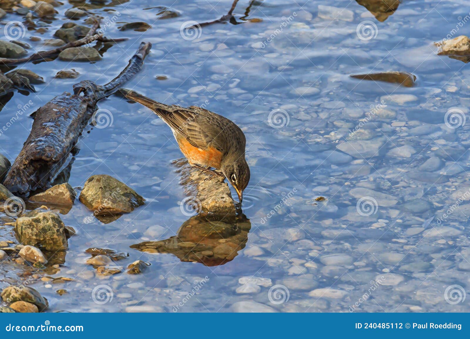 American Robin Drinking from a River Stock Photo - Image of rocks ...