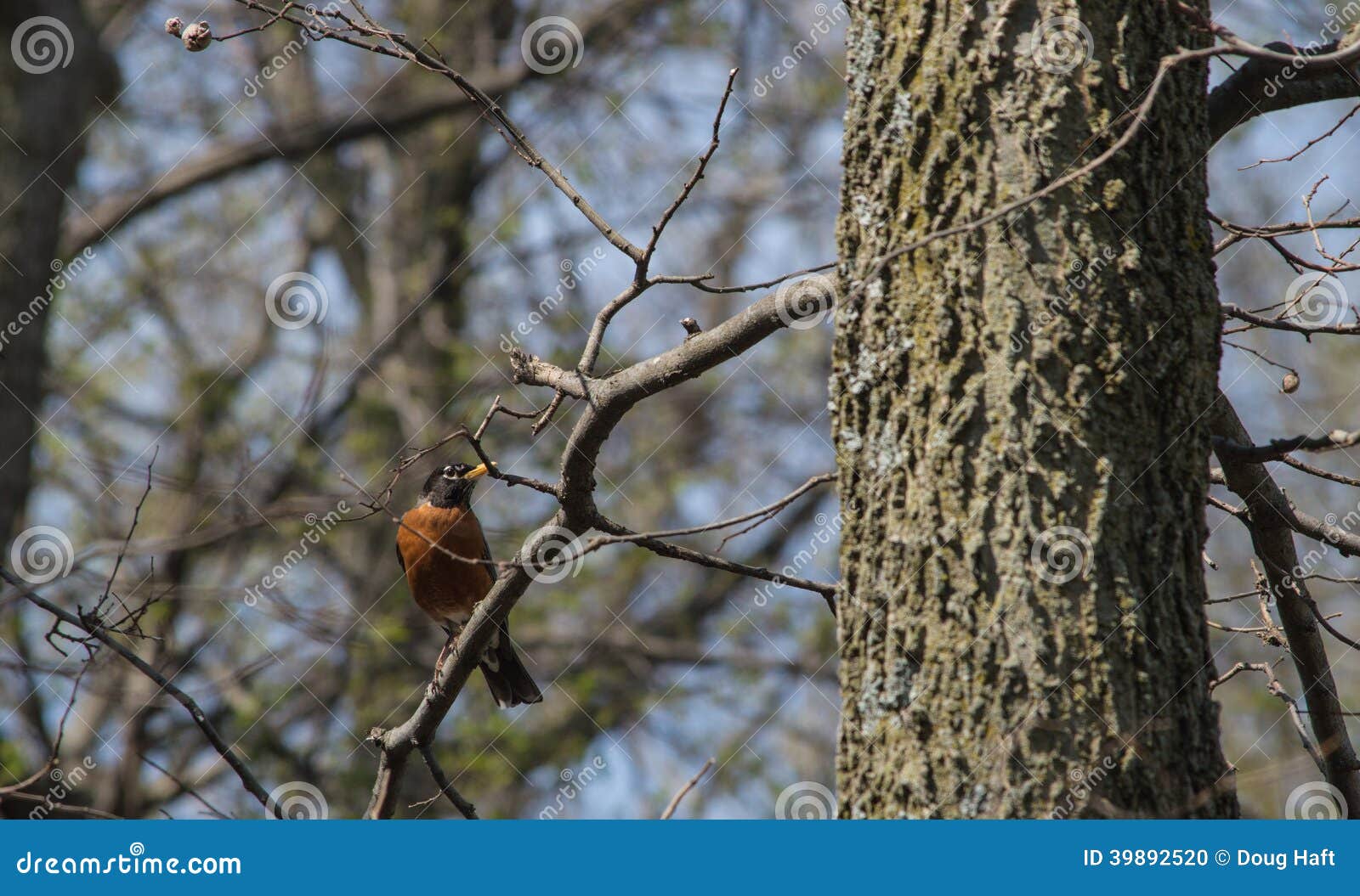 American Robin stock photo. Image of limb, feather, thrush - 39892520