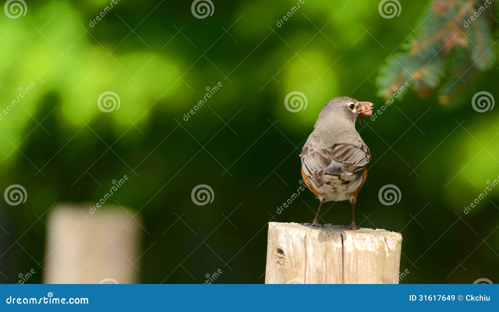American robin stock image. Image of ecology, prey, orange - 31617649