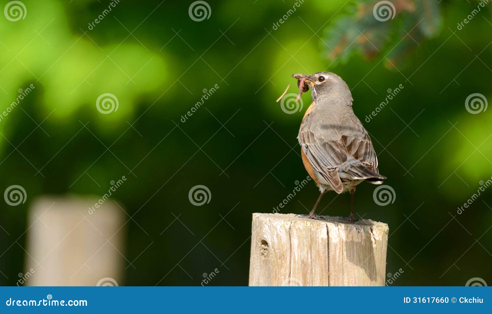 American robin stock photo. Image of wing, prey, beak - 31617660